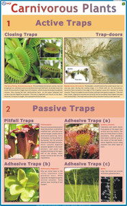 Carnivorous Plants Chart Paper Print - Educational posters in India ...