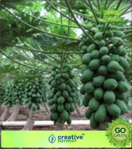 creative farmer Thailand Dwarf Papaya Fruit Seed High Growing Beautiful ...