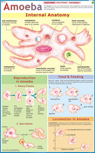 Amoeba Chart Paper Print - Educational posters in India - Buy art, film ...