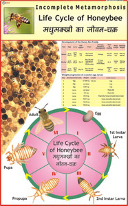 Honey Bee Chart Paper Print - Educational posters in India - Buy art ...