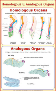 Analogous & Homologous Organs Chart Paper Print - Educational posters ...