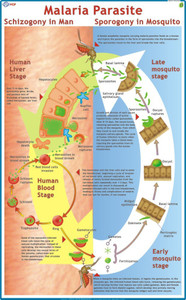 Kreb's Cycle Chart Paper Print - Educational posters in India - Buy art ...