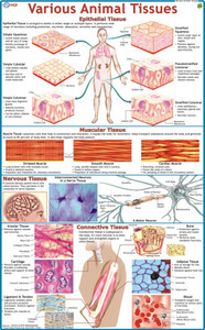 Various Animal Tissue Chart Paper Print - Educational posters in India ...