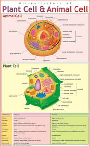 Ultrastructure of Plant & Animal Cell Paper Print - Educational posters ...