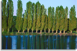 poplar trees near lake Paper Print - Nature posters in India - Buy art ...