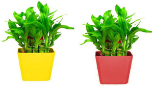 AGAMI Green 2 Layer Lucky Bamboo Indoor Plant for Feng Shui with Multi ...