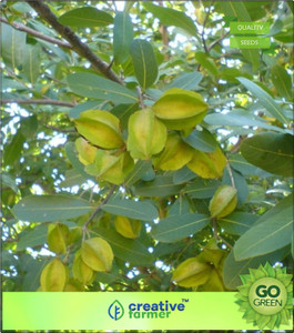 creative farmer Herb Tree Seeds For Growing Arjuna Myrobalan Seeds For ...