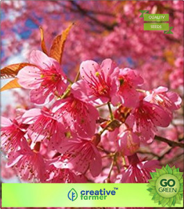 creative farmer Tree Seeds Prunus Puddum (P.Coracoides) - Seed Price in ...