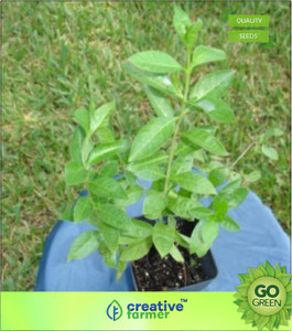 creative farmer Mayilanji (Mehendi , Henna Tree) Seed Price in India ...