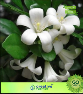 creative farmer Kamini Seed Price in India - Buy creative farmer Kamini ...