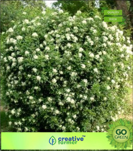 creative farmer Chalcas Japanensis Scented Flowers Seed Price in India ...