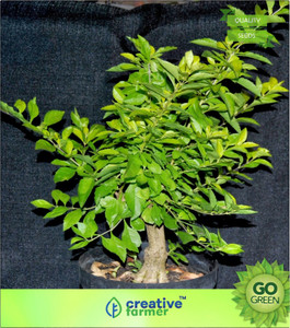 creative farmer Duranta Erecta 'Variegata' Seed Price in India - Buy ...