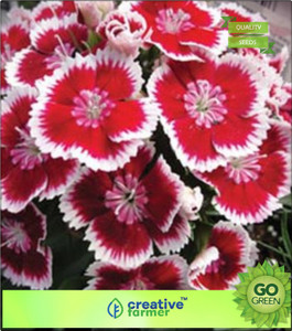 creative farmer Dianthus Ripple Seed Price in India - Buy creative ...