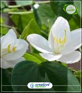 creative farmer White Mandaram Flower Gardening Seeds Flower Summer ...