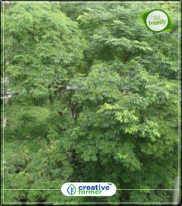 creative farmer Tree Seeds Red Sandalwood - Thorla Goonj Seeds For ...