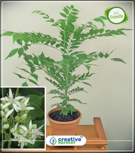 creative farmer Chalcas Koenigii - Curry Plant Seeds Seeds For Winter ...