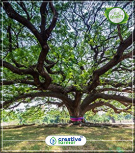 creative farmer Enterolobium Saman Flowering Tree Seeds Kitchen Garden ...