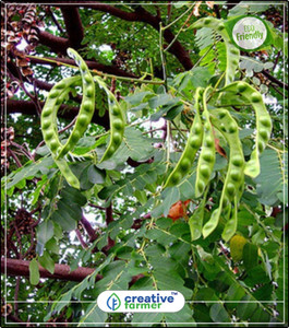 creative farmer Ornamental Tree Seeds Red Sandalwood - Ani Kundamani ...