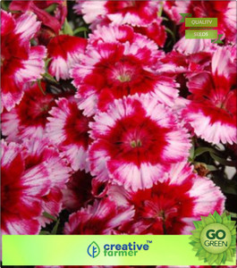 creative farmer Dianthus Raspberry Ripple Seed Price in India - Buy ...