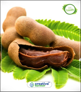 creative farmer Fruit Seeds Tamarind - Imli Puli Seeds For Roof Garden ...