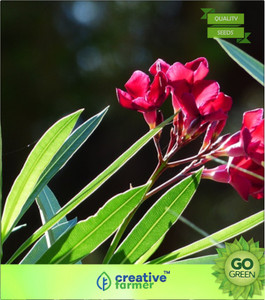 creative farmer Nerium Oleander - Sivappu, Arali, Sevvarali, Alari ...
