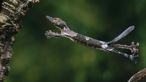 Beautiful Animal Poster Paper Print - Animals posters in India - Buy ...