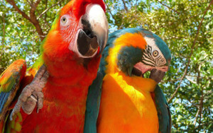 Beautiful Animal Poster Paper Print - Animals posters in India - Buy ...