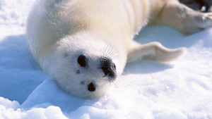 Beautiful Animal Poster Paper Print - Animals posters in India - Buy ...