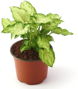 BHAJANLAL GREENERY Syngonium Plant Price in India - Buy BHAJANLAL ...