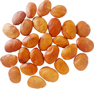 Bokashi bran Pongamia Pinnata (Pungam) Tree Seed - 500G Seed Price in ...