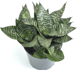 KOLKATA ORCHID ONLINE Snake Plant Price in India - Buy KOLKATA ORCHID ...