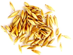 Bokashi bran Bambusa Bamboo (Moongil) Tree Seed 500G Seed Price in ...