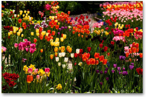 Wall Poster - Flowers - Garden - Nature - Colors - HD Quality Wall ...