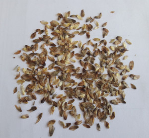 Bokashi bran Casuarina Savukku Tree Seed 250G Seed Price in India - Buy ...