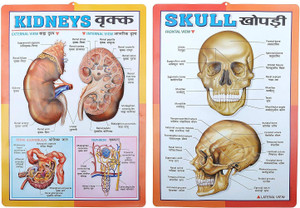 Parshv Part-2 Human Physiology 3D Embossed Charts [Set of 10] Specially ...