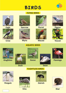 Birds Informative Poster For kids Paper Print - Educational posters in ...