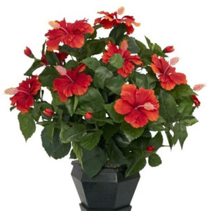 Greenly Imported BONSAI HIBISCUS (MANDARA PLANT) (POTTED/BALCONY/INDOOR ...