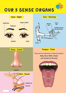 Our 5 Sense Organs Informative Poster For kids Paper Print ...