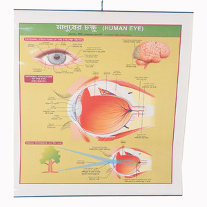 CRAFTWAFT'S HUMAN EYE ROLLING CHART (24X20INCH) Photographic Paper ...