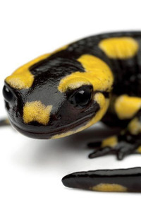 Fire Salamander Notebook & Journal. Productivity Work Planner & Idea ...