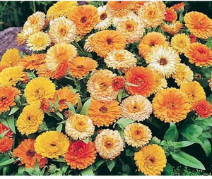 OhhSome Calendula Officinalis Fiesta Gitana (Dwarf) Flower Seeds Seed ...
