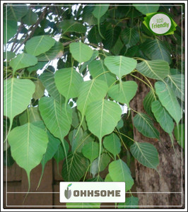 OhhSome Seeds For Trees And Shrubs Ficus Exceptional Medicinal Tree ...
