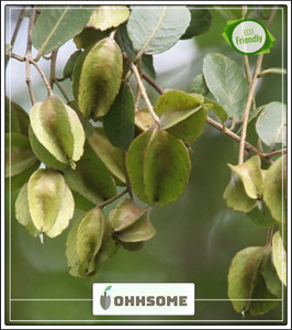 OhhSome Tree Seeds For Front Yard Koha Tree Seeds Tree Seeds Garden ...