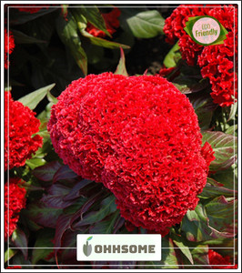 OhhSome Rooster'S Comb Flower Seeds For Direct Sowing Garden Plant ...