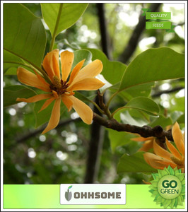 OhhSome Most Fragrant Flowers Michelia White -Chempakam (Malayalam ...