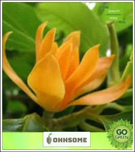 OhhSome Exotic Fragnant Tree Tita-Sopa,Son Champa,Sampige,Pudchampo ...