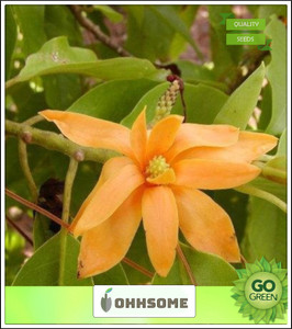 OhhSome High yeilding Flowering Tree Golden Champa For Sowing Seeds ...