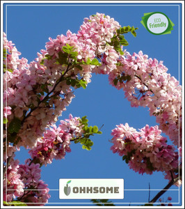 OhhSome Tree Seeds Red Shower Tree Elegant Choice Seeds Kitchen Garden ...