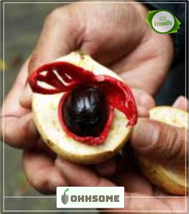 OhhSome Spicy Plant Seeds Fresh Seeds Of Hybrid Nutmeg Jaiphal Jathikai ...