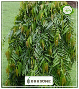 OhhSome Outdoor Tree Seeds Devdar - Mast Tree Tree Seeds Seeds Kitchen ...